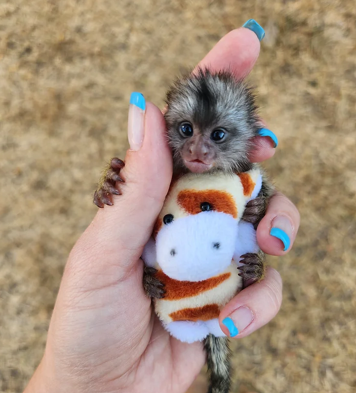 MARMOSET MONKEYS FOR SALE FINGER MONKEYS